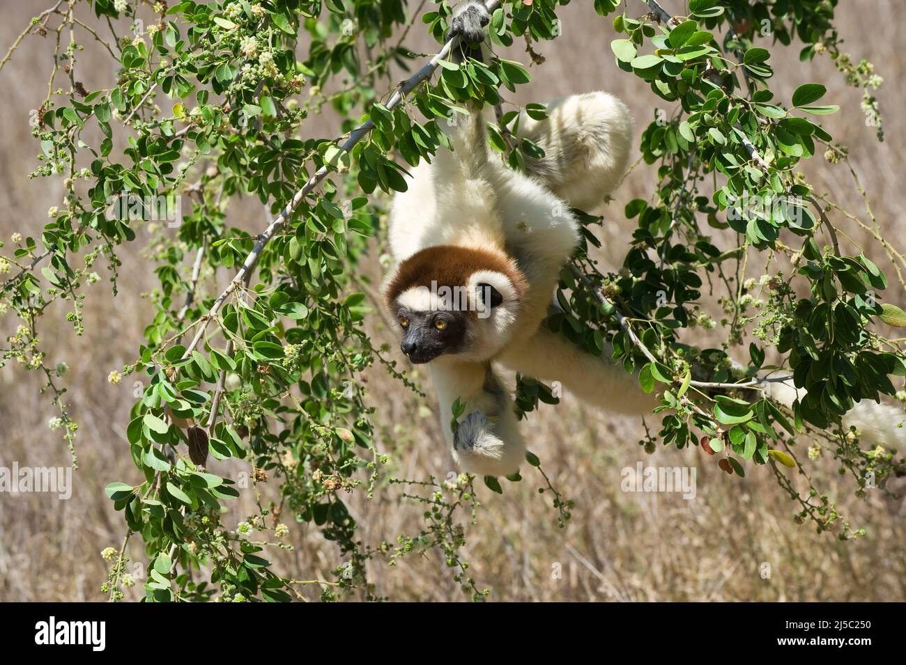 Verreaux's Sifaka (Propithecus verreauxi) in a tree, Berenty nature ...