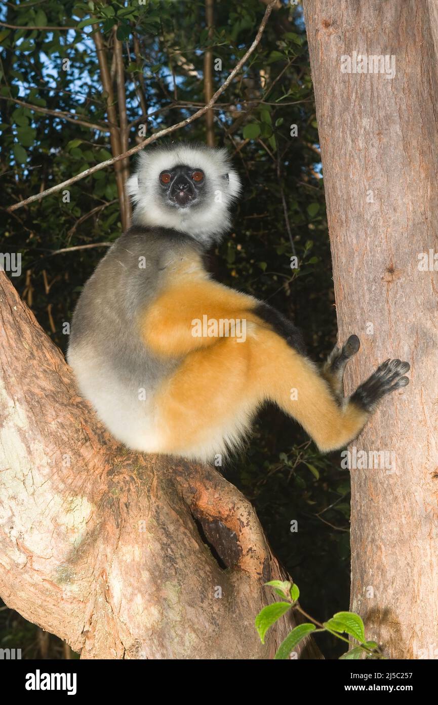 Diademed Sifaka (Propithecus diadema) in a tree, Endangered, IUCN 2008 ...