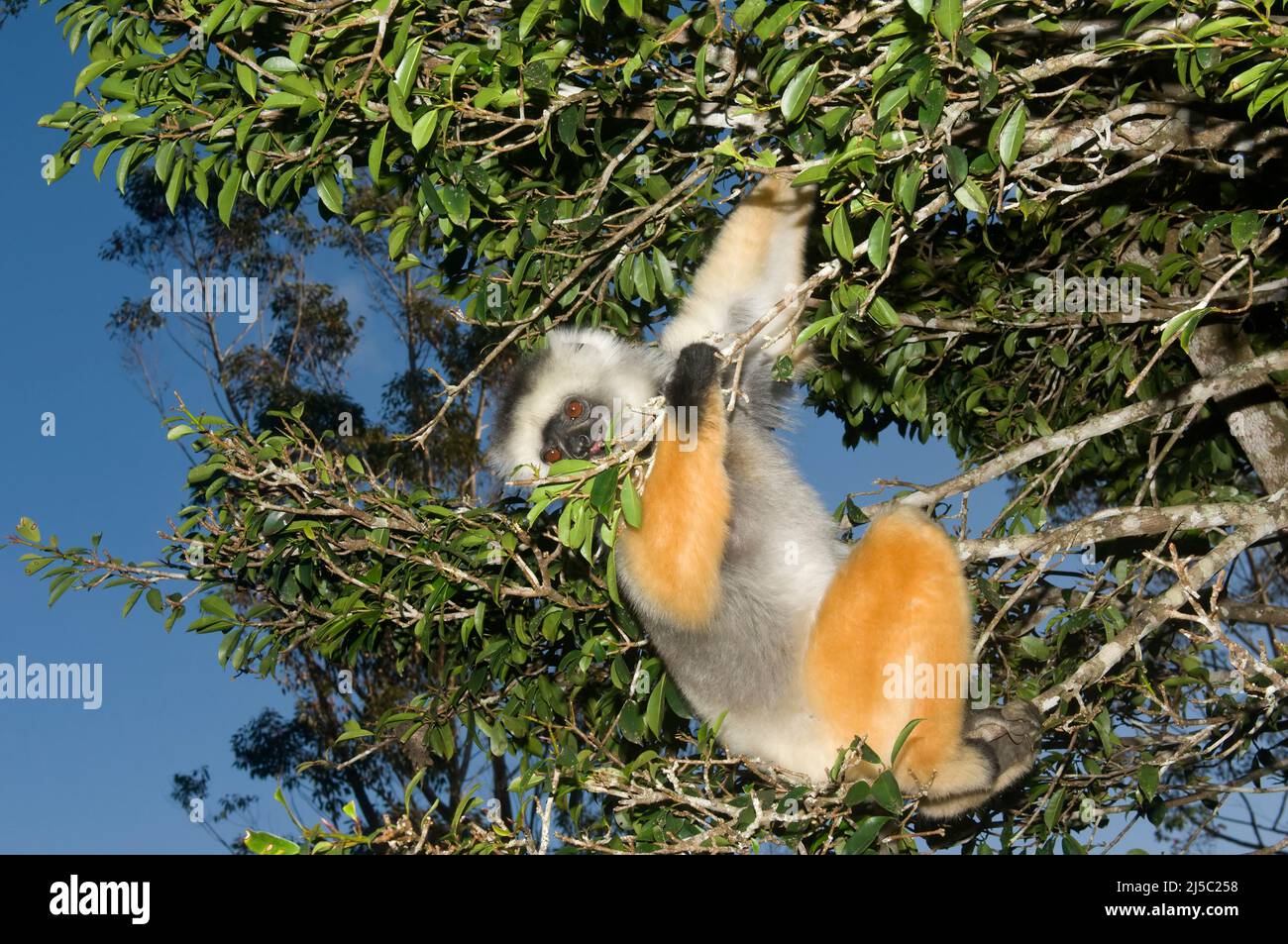 Diademed Sifaka (Propithecus diadema) hanging in a tree, Endangered ...