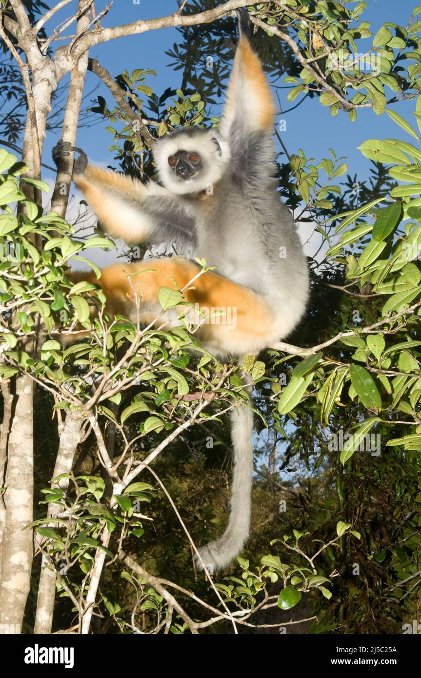 Diademed Sifaka (Propithecus diadema) hanging in a tree, Endangered ...