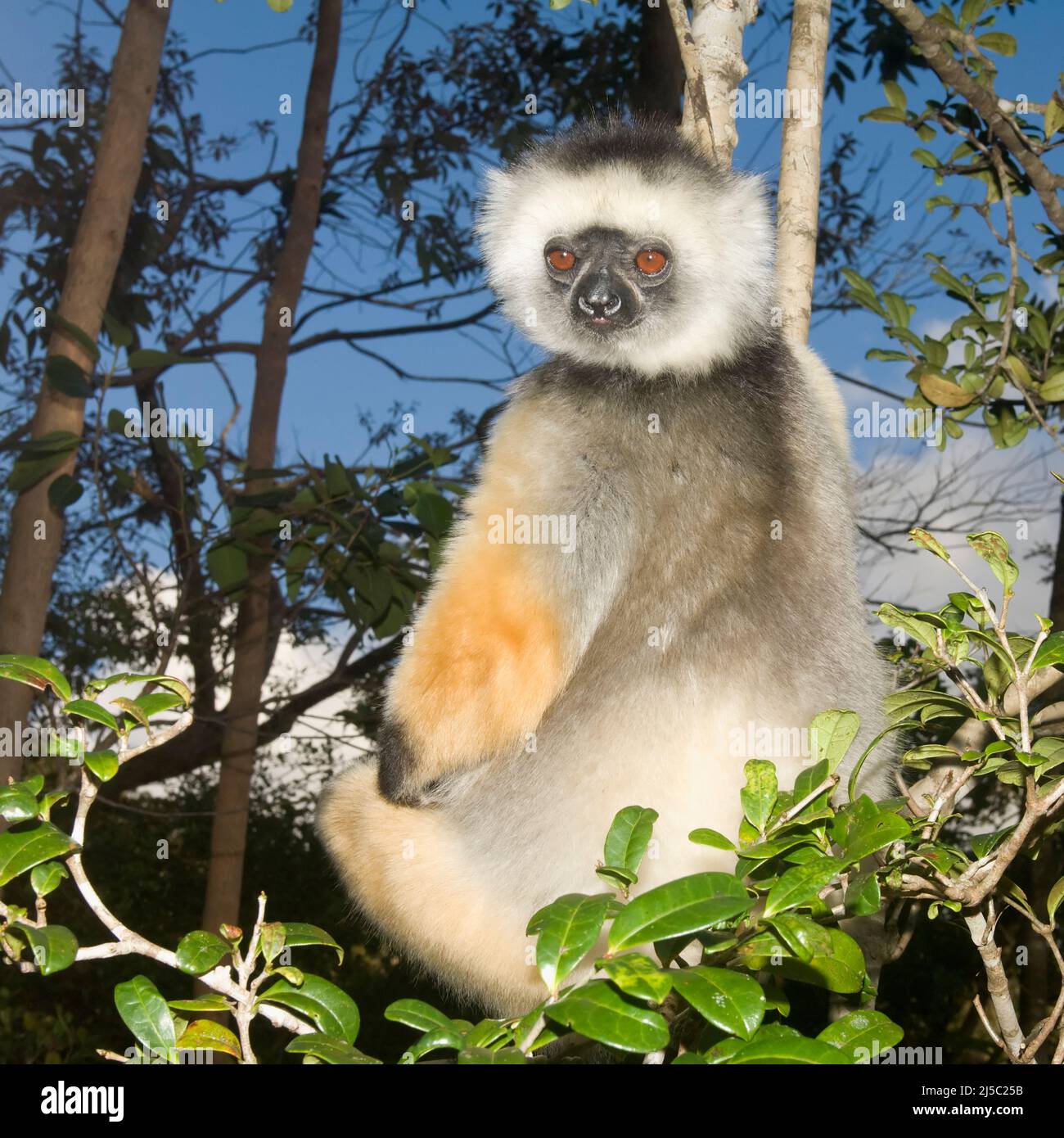 Diademed Sifaka (Propithecus diadema) in a tree, Endangered, IUCN 2008 ...