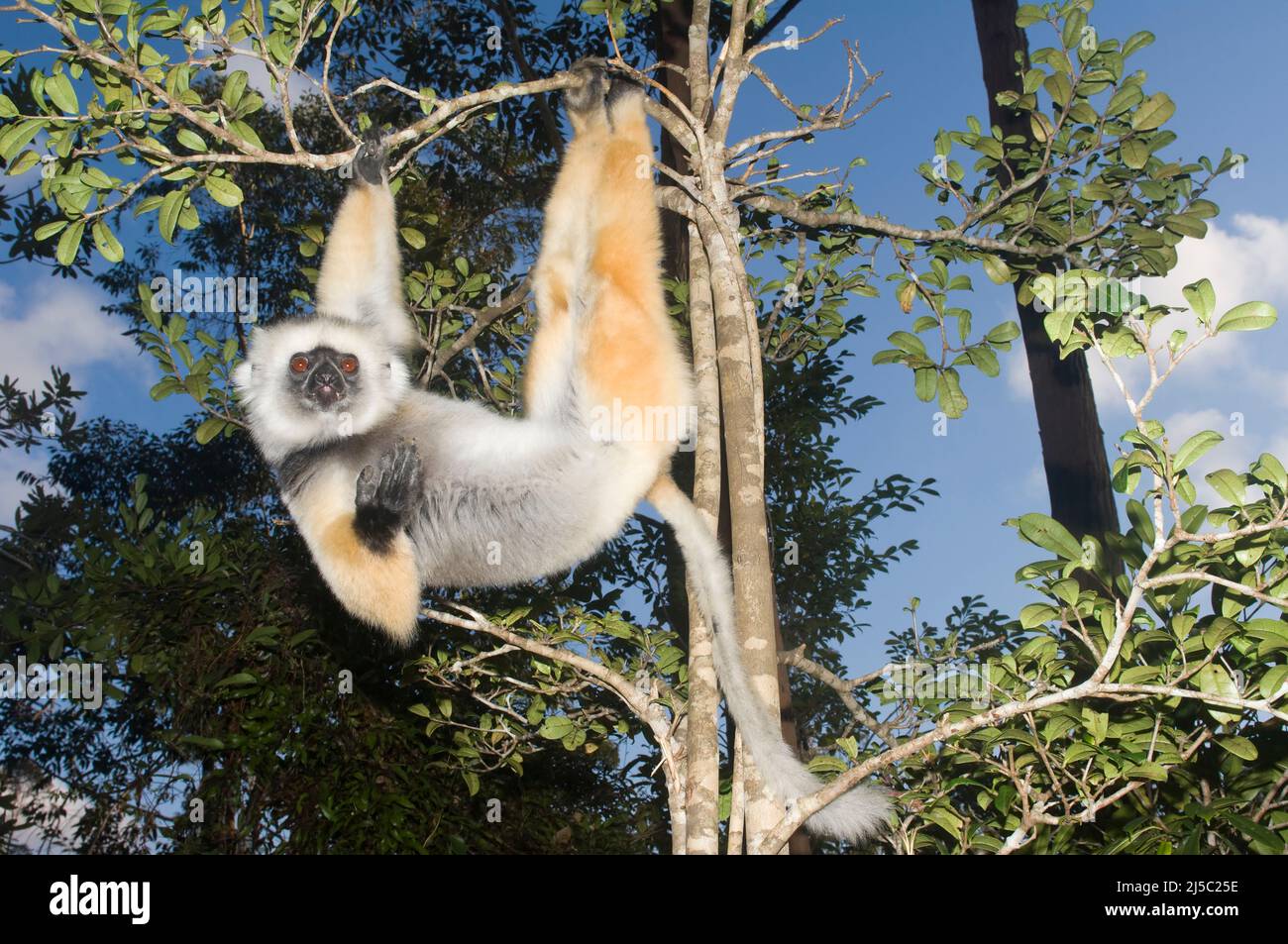 Diademed Sifaka (Propithecus diadema) hanging in a tree, Endangered ...