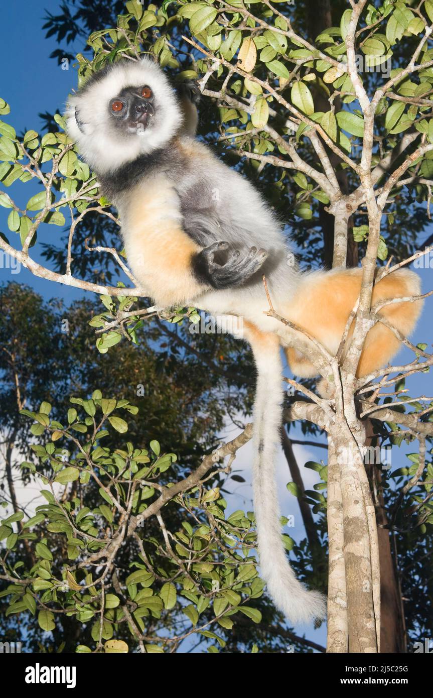 Diademed Sifaka (Propithecus diadema) in a tree, Endangered, IUCN 2008 ...