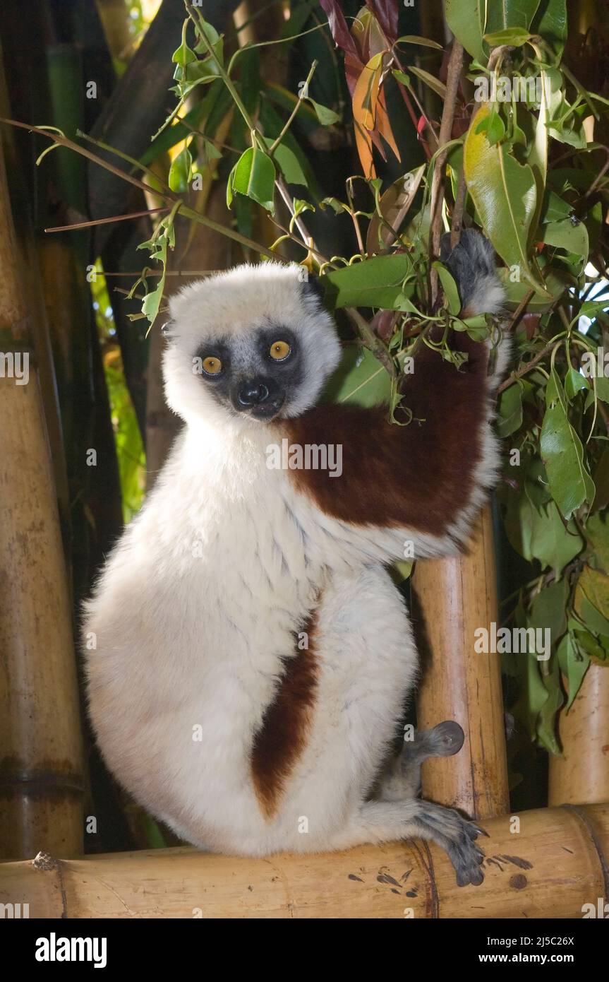 Coquerel's Sifaka (Propithecus coquereli), Endemic, Madagascar Stock ...