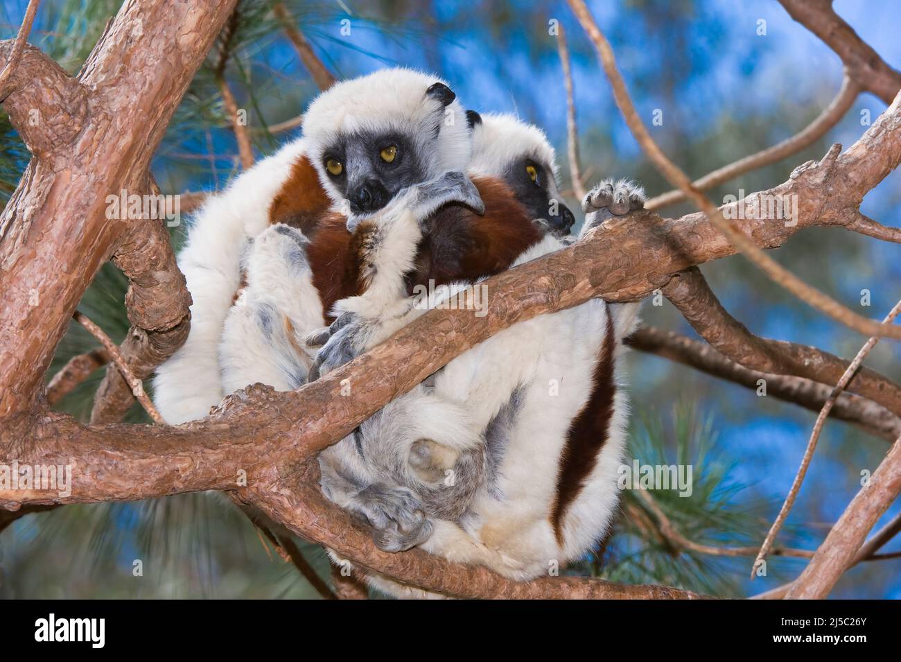 Coquerel's Sifaka (Propithecus coquereli), Endemic, Madagascar Stock ...