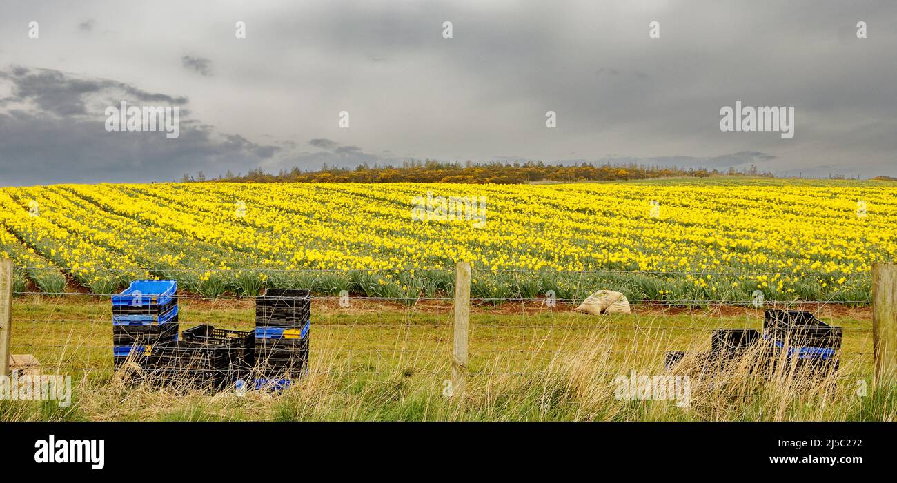 KINNEFF STONEHAVEN ABERDEENSHIRE SCOTLAND FARMLAND PICKERS CRATES AND A ...