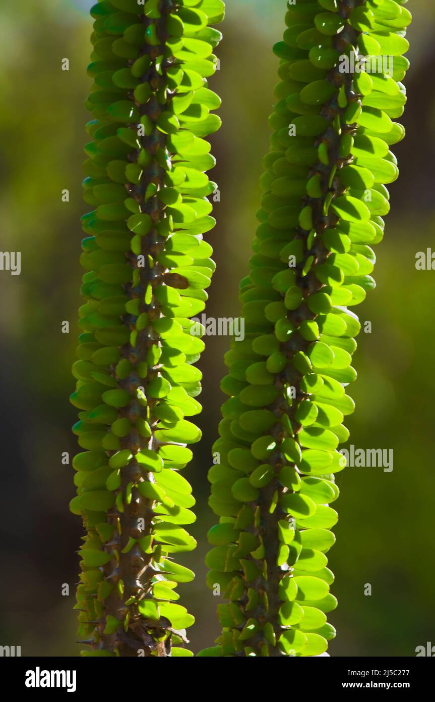 Octopus Tree (Didiera madagascariensis), Spiny Forest, Berenty ...