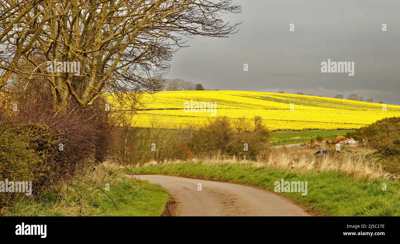 Spring flowers scotland hi-res stock photography and images - Alamy