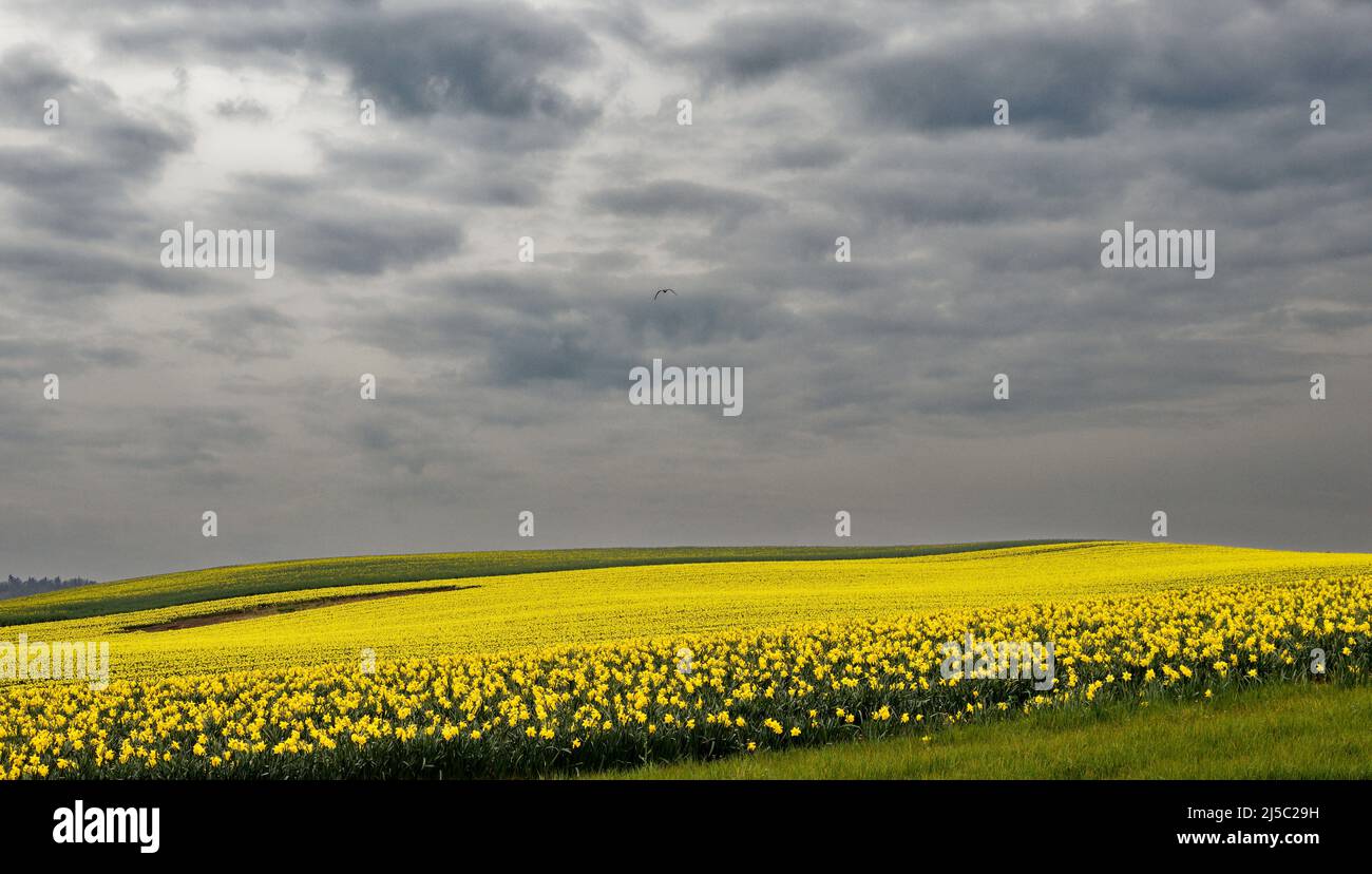KINNEFF STONEHAVEN ABERDEENSHIRE SCOTLAND GREY SKY OVER FIELDS OF ...