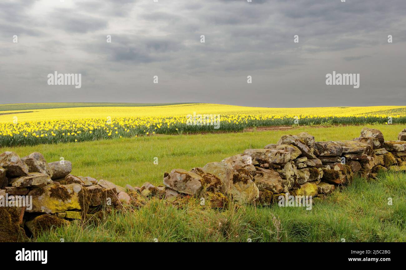 KINNEFF STONEHAVEN ABERDEENSHIRE SCOTLAND OLD STONE WALL AND A GREY SKY ...