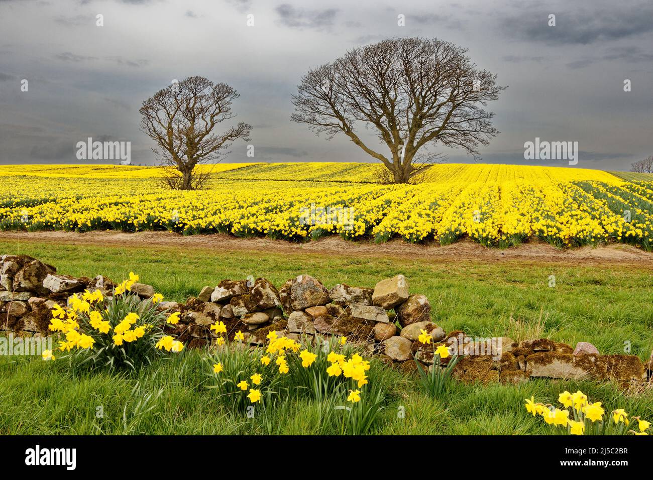 KINNEFF STONEHAVEN ABERDEENSHIRE SCOTLAND OLD STONE WALL TREES AND A ...