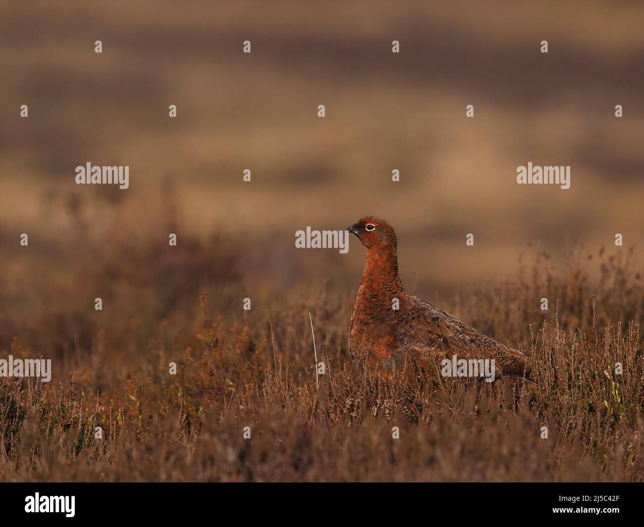 Moors are managed for shooting red grouse hi-res stock photography and ...