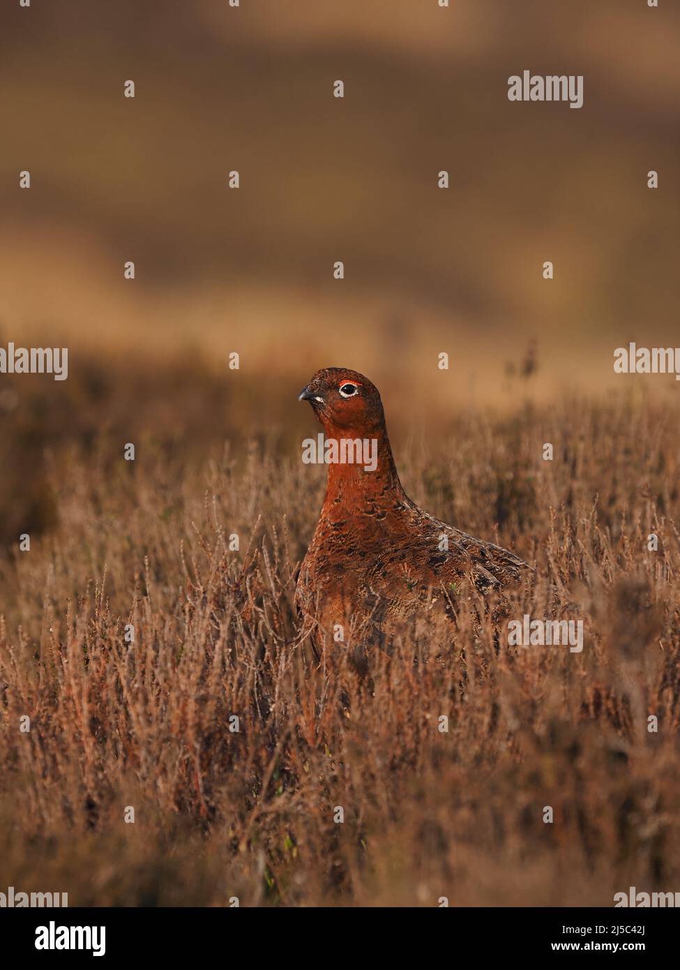 red grouse in managed heather moorland in North Wales Stock Photo - Alamy