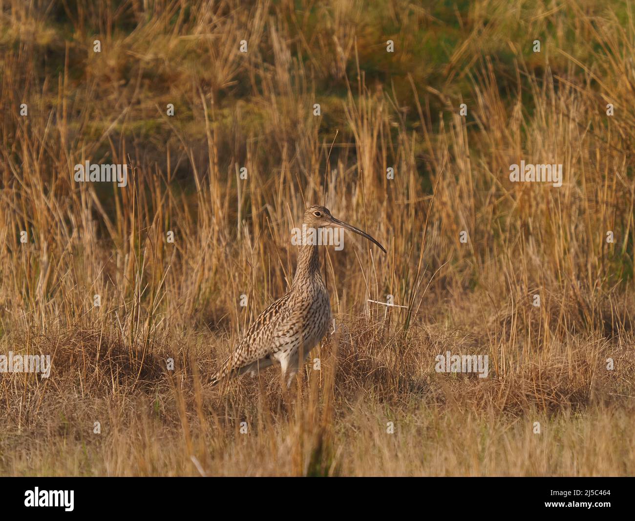 Curlew in breeding habitat on the North Wales moorland Stock Photo - Alamy