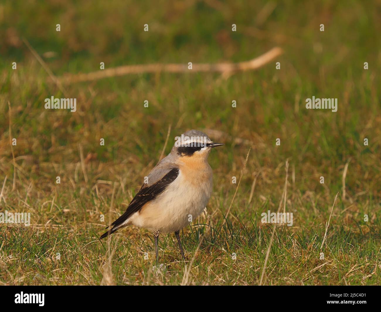 Most widespread wheatear hi-res stock photography and images - Alamy