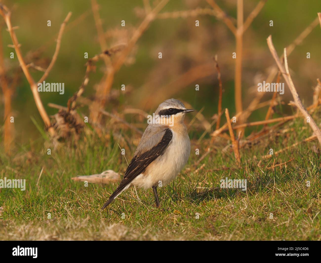 These early Wheatear may be continuing on migration, although some may ...