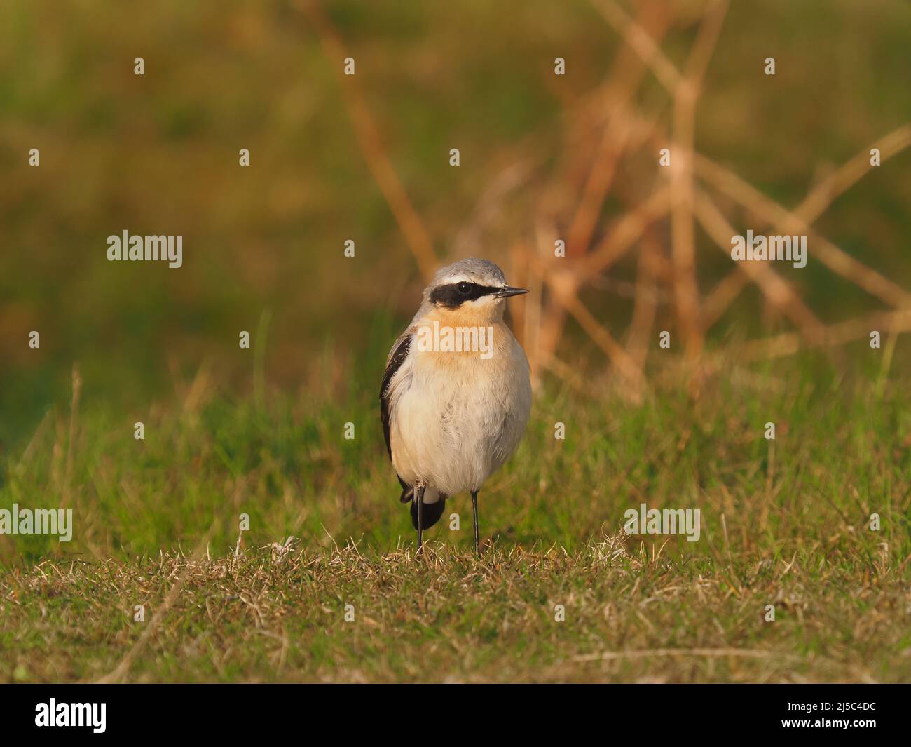 These early Wheatear may be continuing on migration, although some may ...