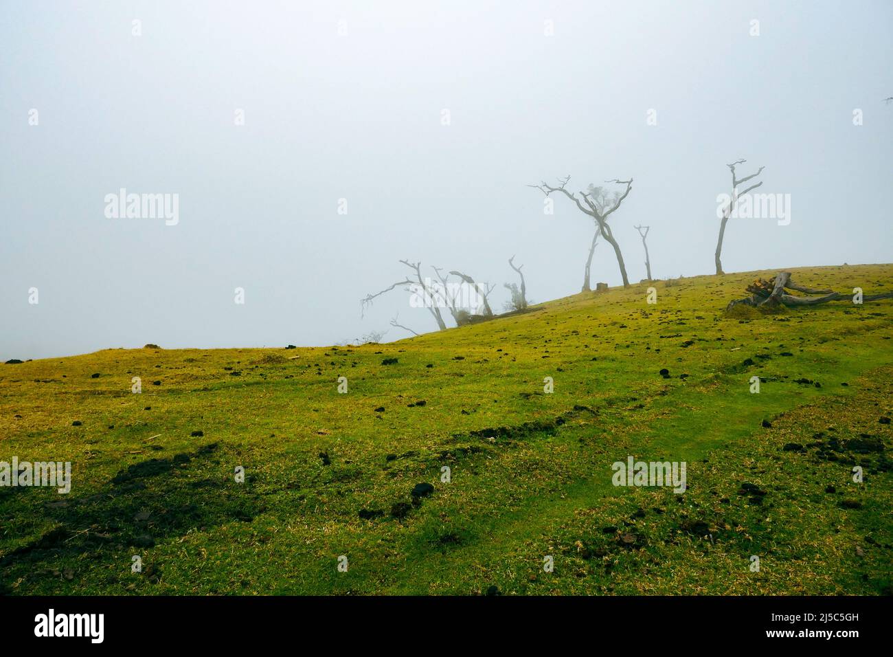 Trees in the forest against a foggy background at Mount Mtelo, West ...