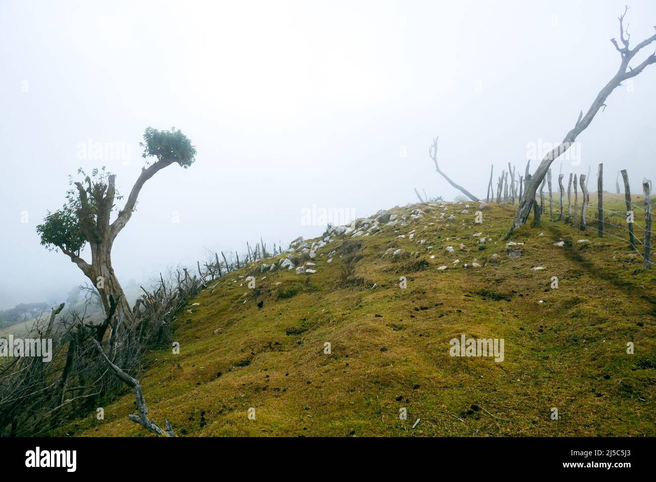Trees in the forest against a foggy background at Mount Mtelo, West ...