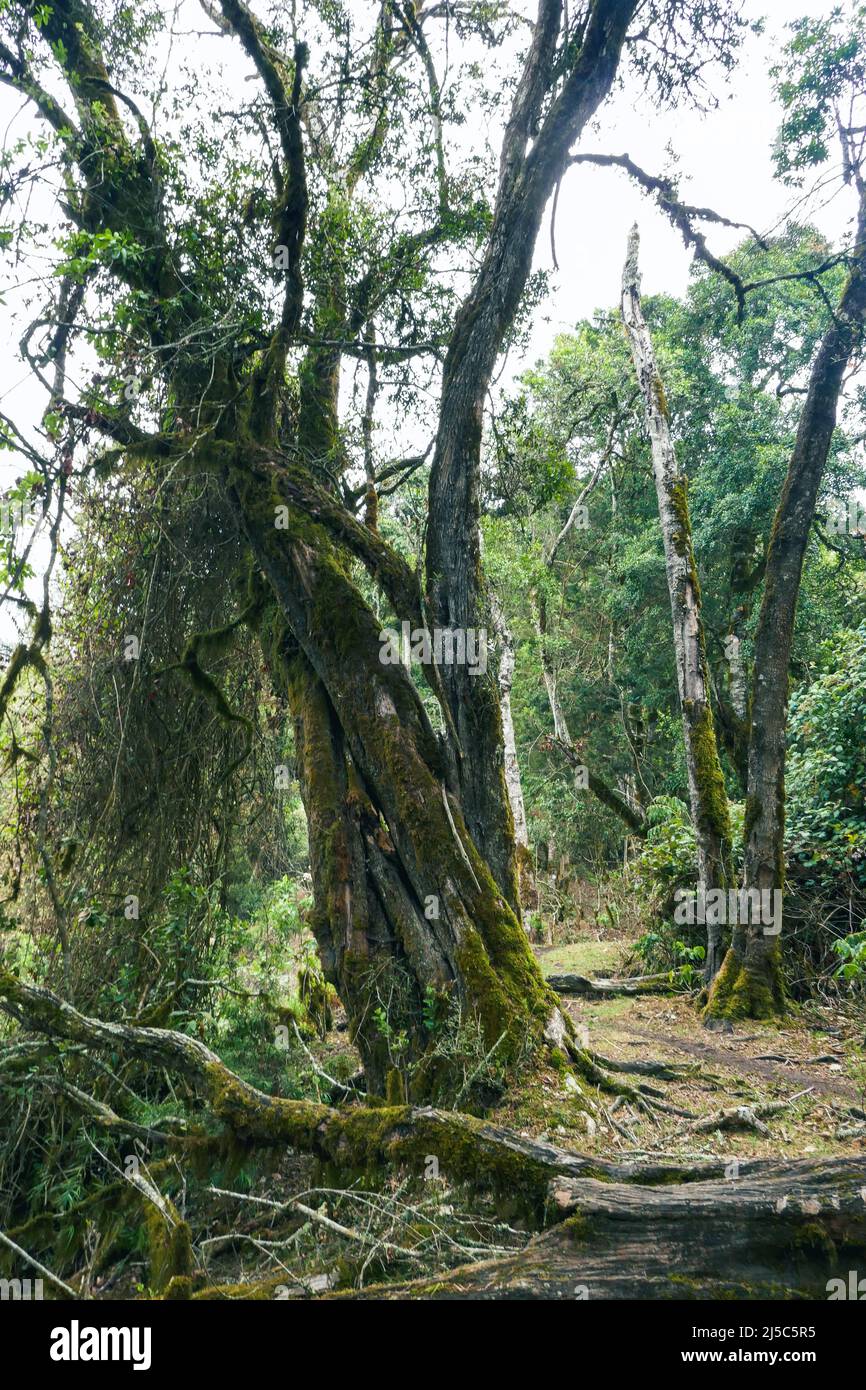 Trees in the forest against a foggy background at Mount Mtelo, West ...