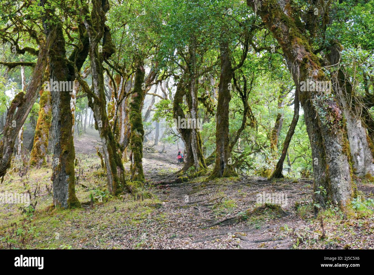 Friends tree trek forest hi-res stock photography and images - Alamy