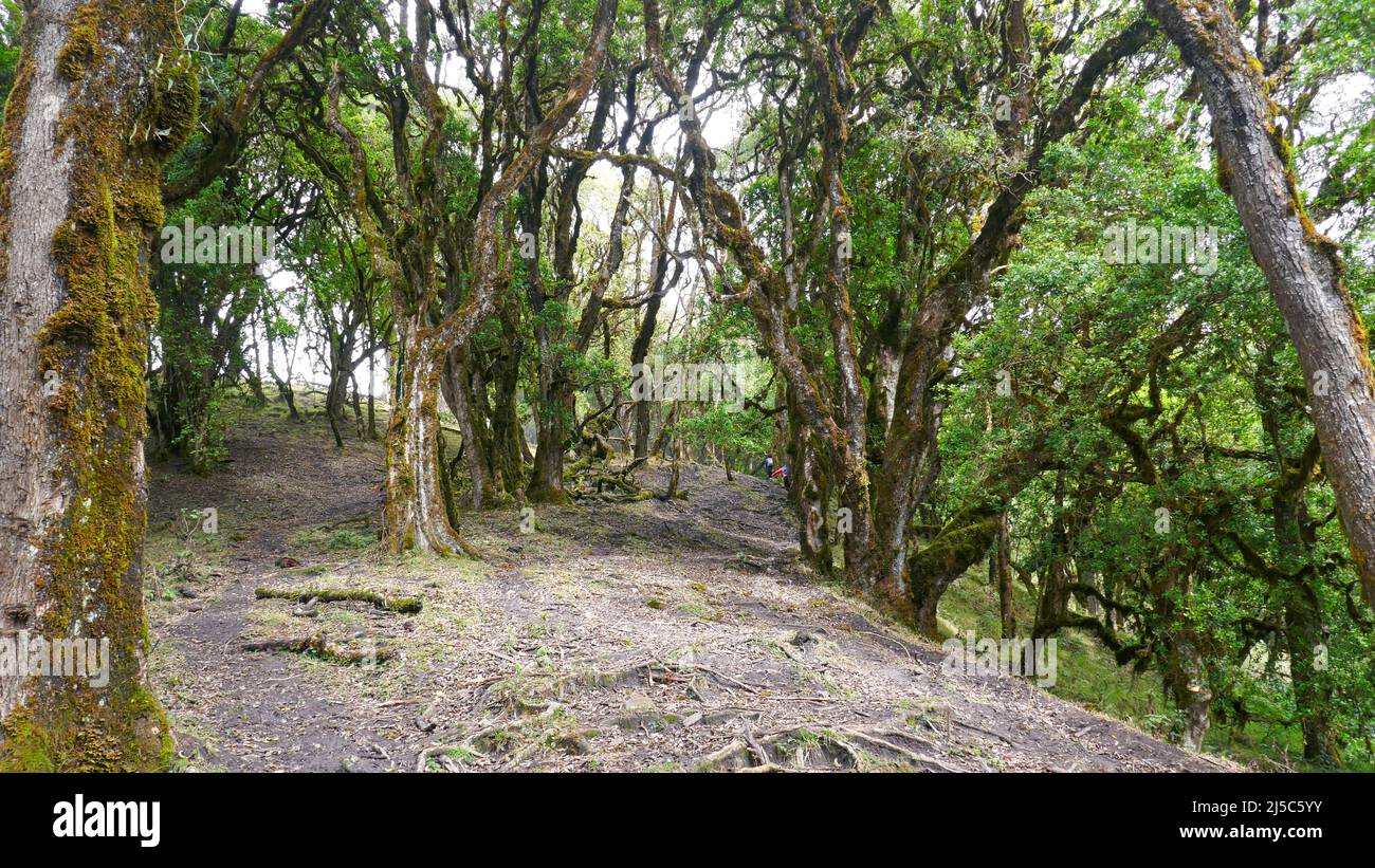 A group of hikers in the forest at Mount Mtelo, West Pokot, Kenya Stock ...