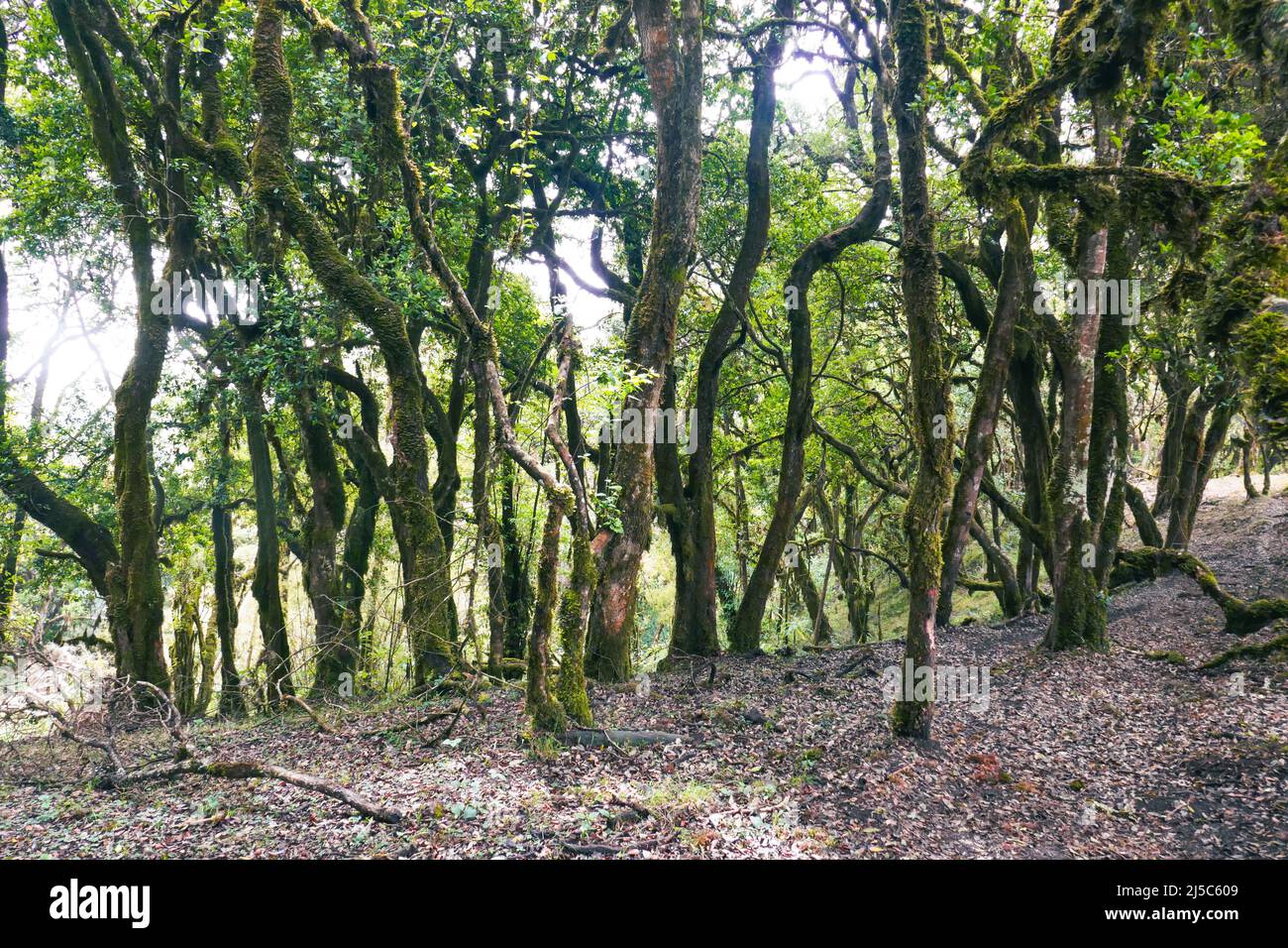 Trees in the forest against a foggy background at Mount Mtelo, West ...