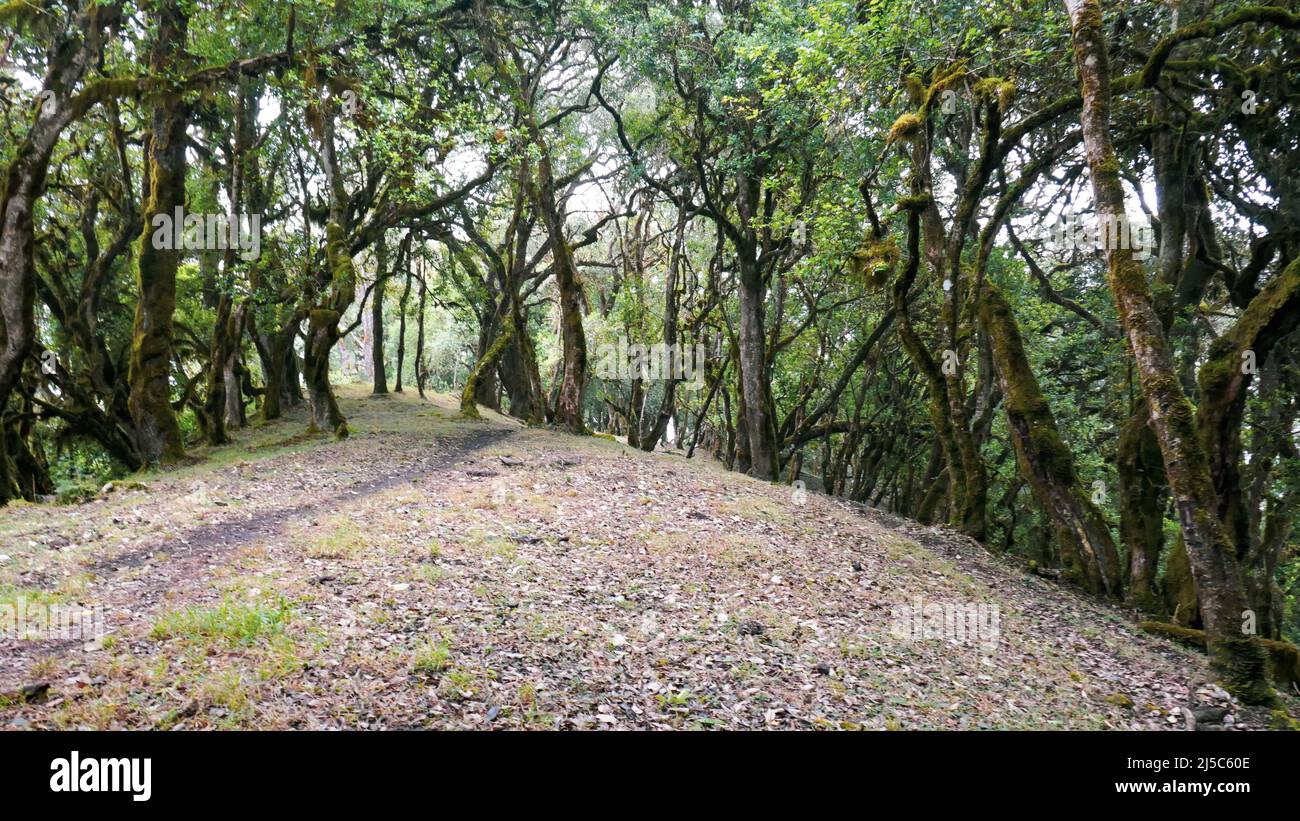 Trees in the forest against a foggy background at Mount Mtelo, West ...