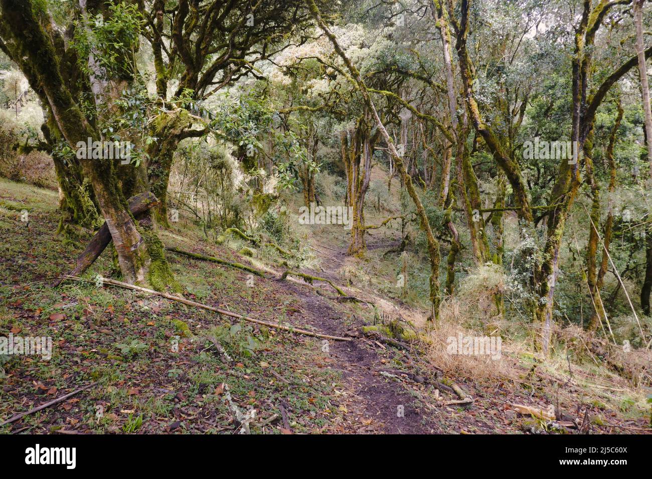 Trees in the forest against a foggy background at Mount Mtelo, West ...