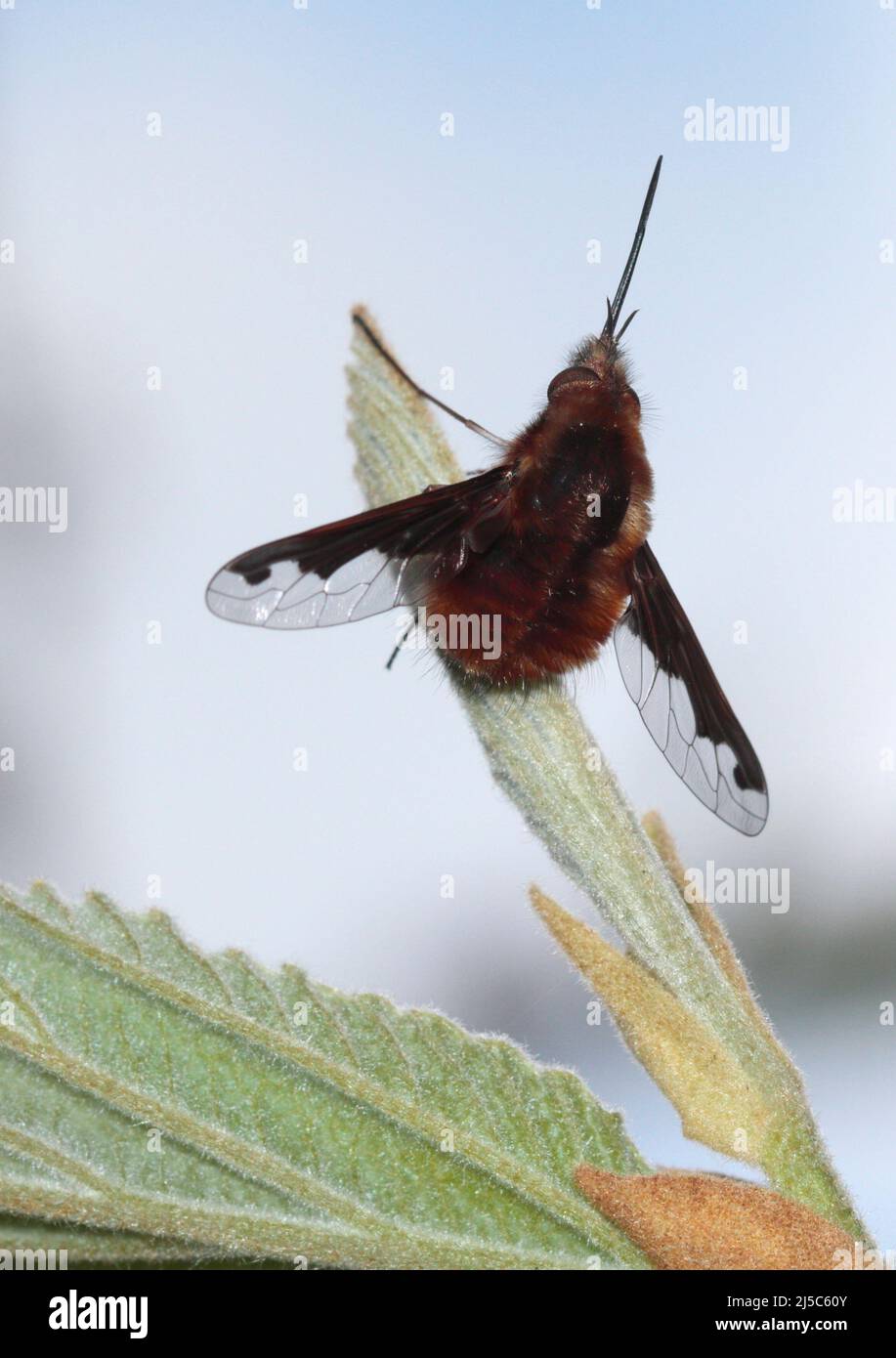 Dark-Edged Bee Fly (bombylius major), Wales Stock Photo - Alamy