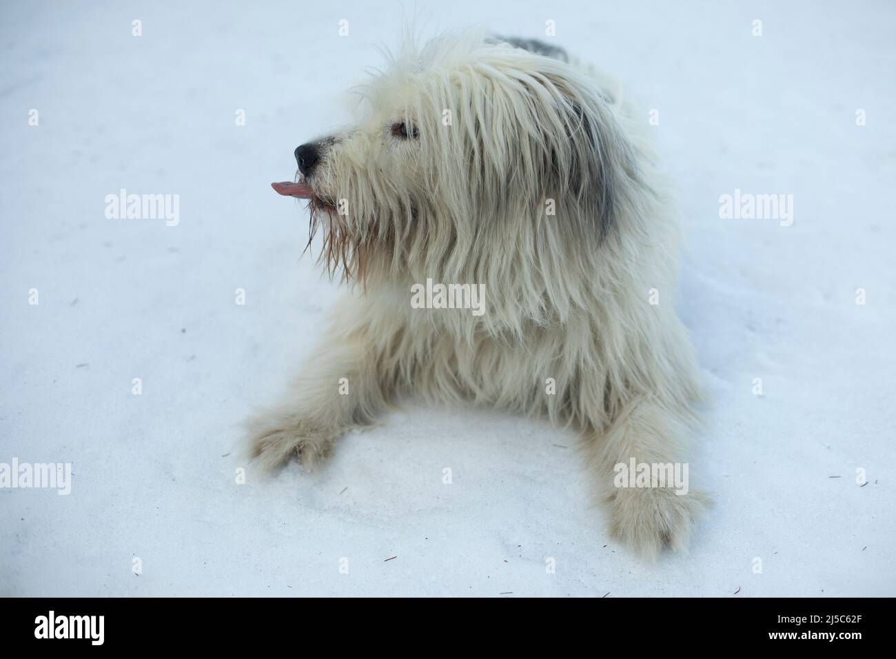 Dog shows his tongue. Pet on walk. Animal lies in snow. Language of ...