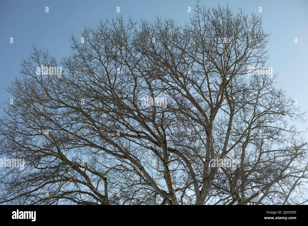 Old oak tree without leaves hi-res stock photography and images - Alamy
