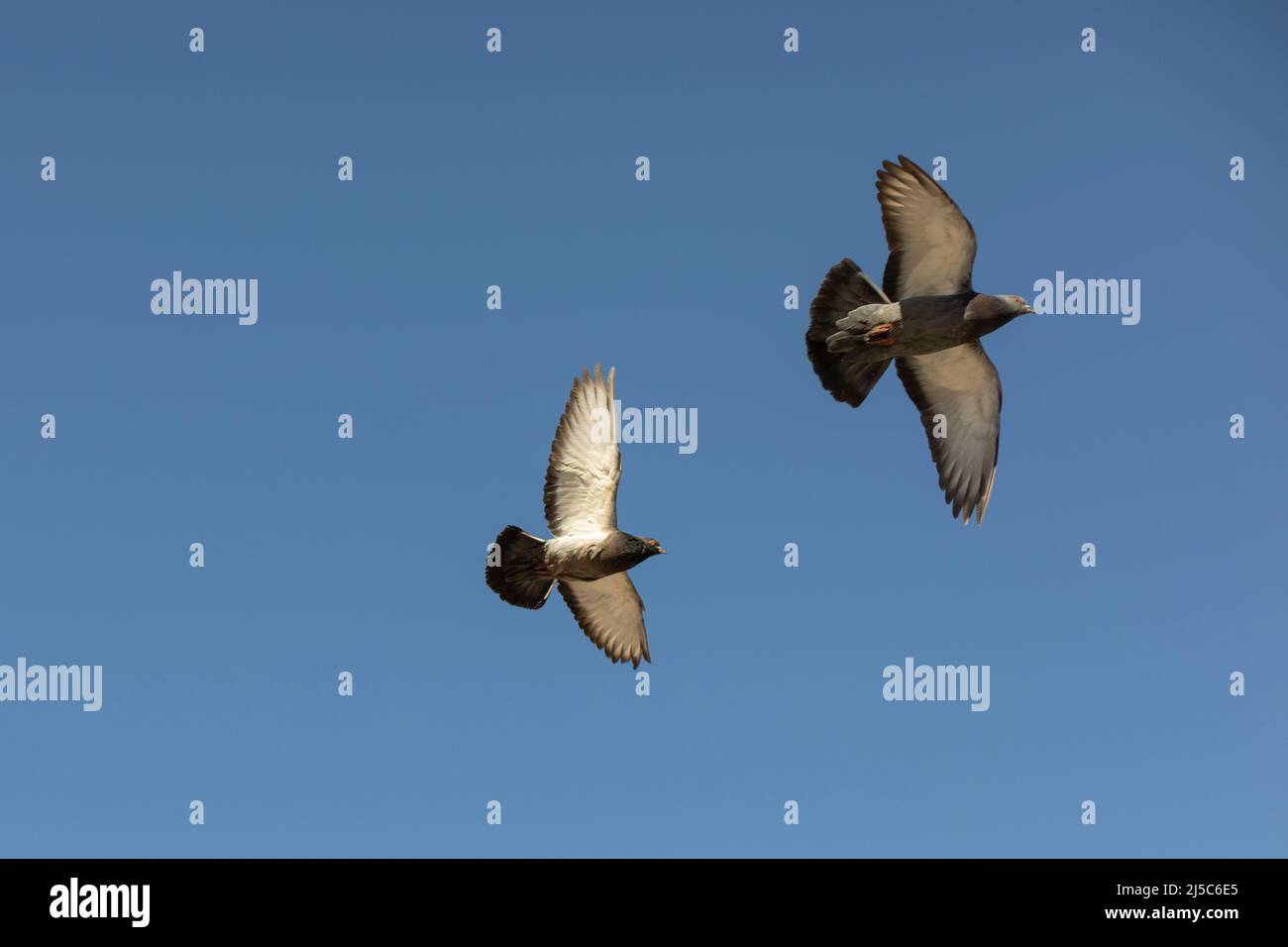 Two white pigeons flying hi-res stock photography and images - Alamy