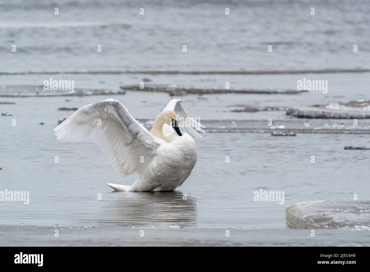 I photographed this Trumpeter Swan on Moonlight Bay at the mouth of ...