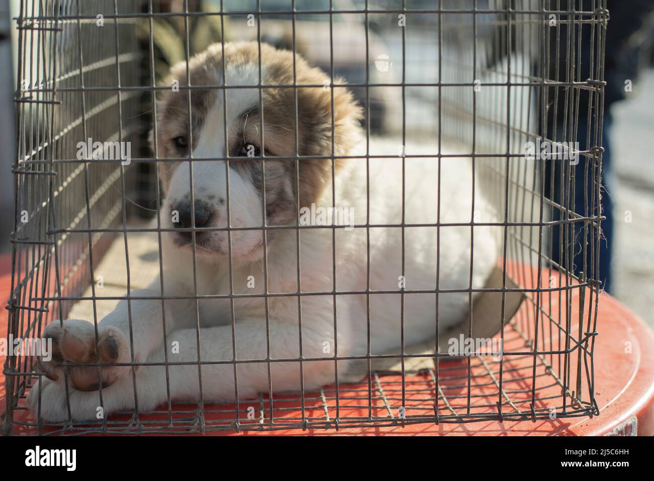 Alabai is small. Pet in carrier. Animal is cute and fluffy Stock Photo ...