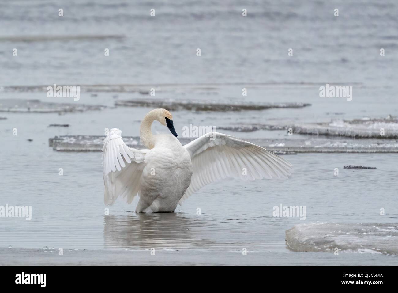 I photographed this Trumpeter Swan on Moonlight Bay at the mouth of ...