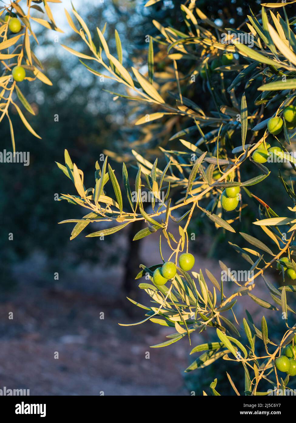 Close up of olives hi-res stock photography and images - Alamy