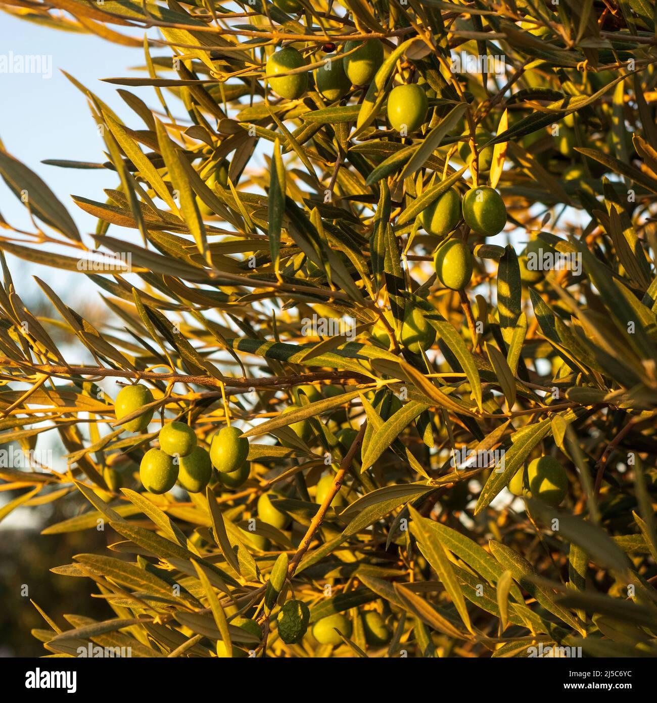 Close up of olives hi-res stock photography and images - Alamy