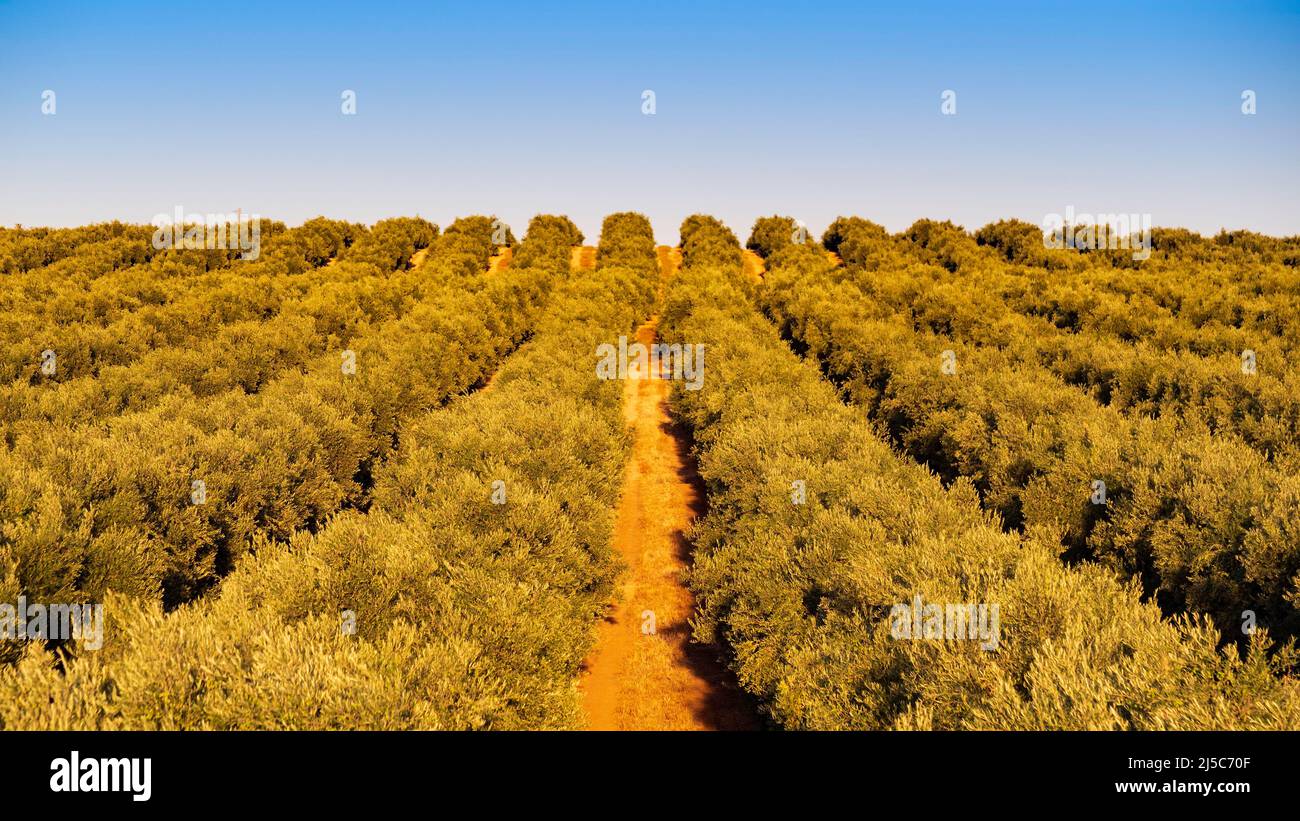 Olive trees at sunset hi-res stock photography and images - Alamy