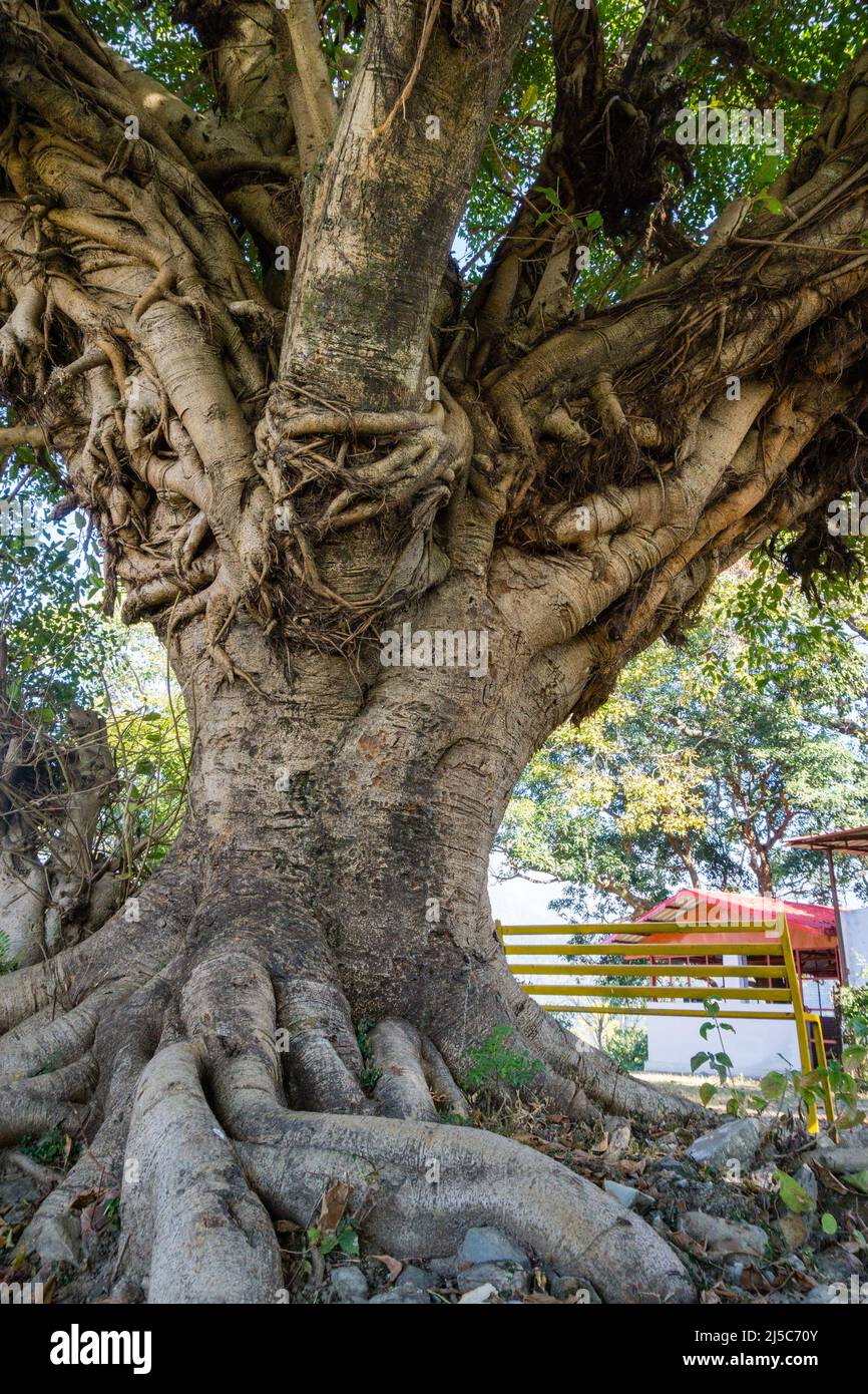 A large trunk of Fig tree inside a temple courtyard in India. Also ...