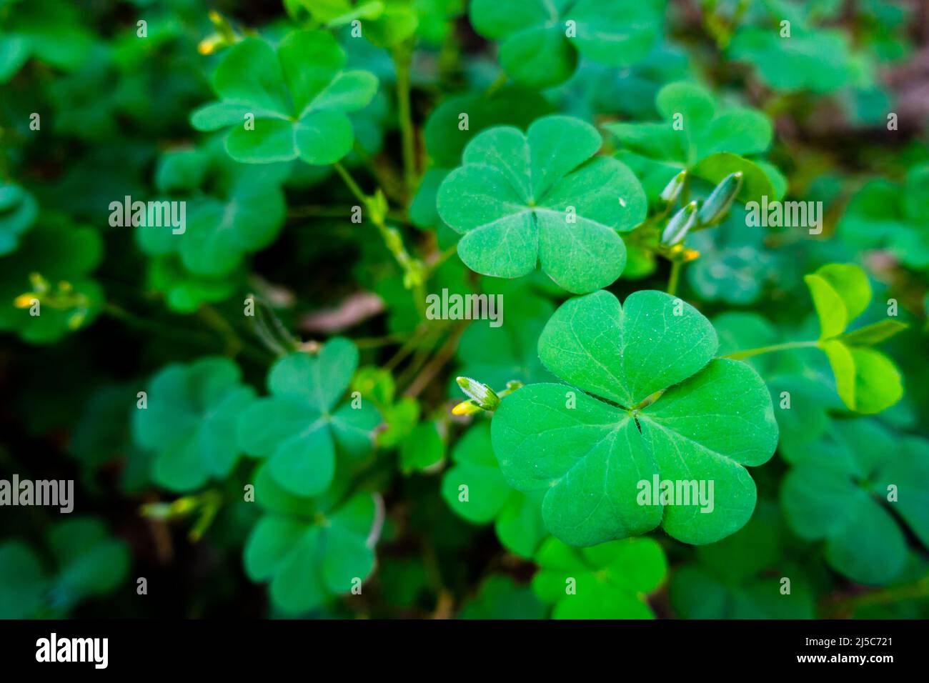 Indian symbols flower hi-res stock photography and images - Alamy