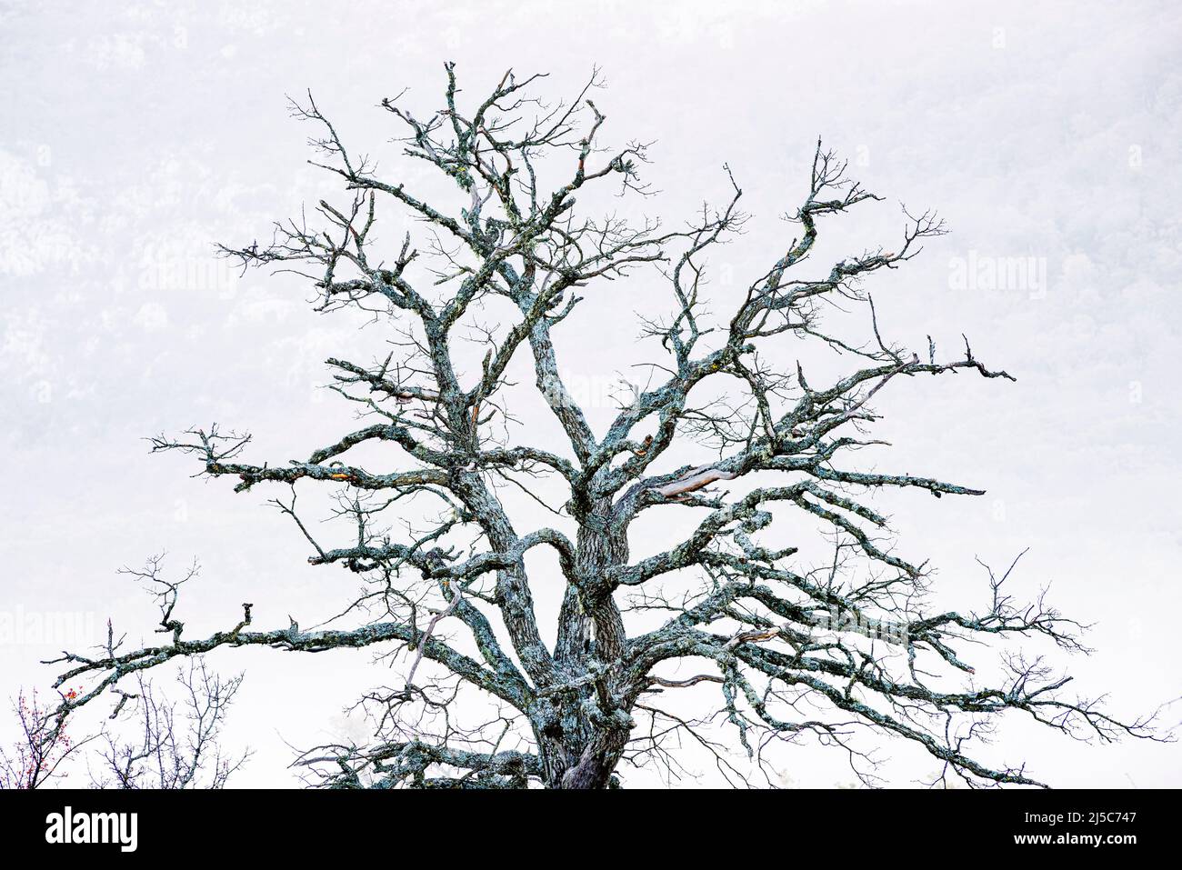 Chêne massif massif hi-res stock photography and images - Alamy