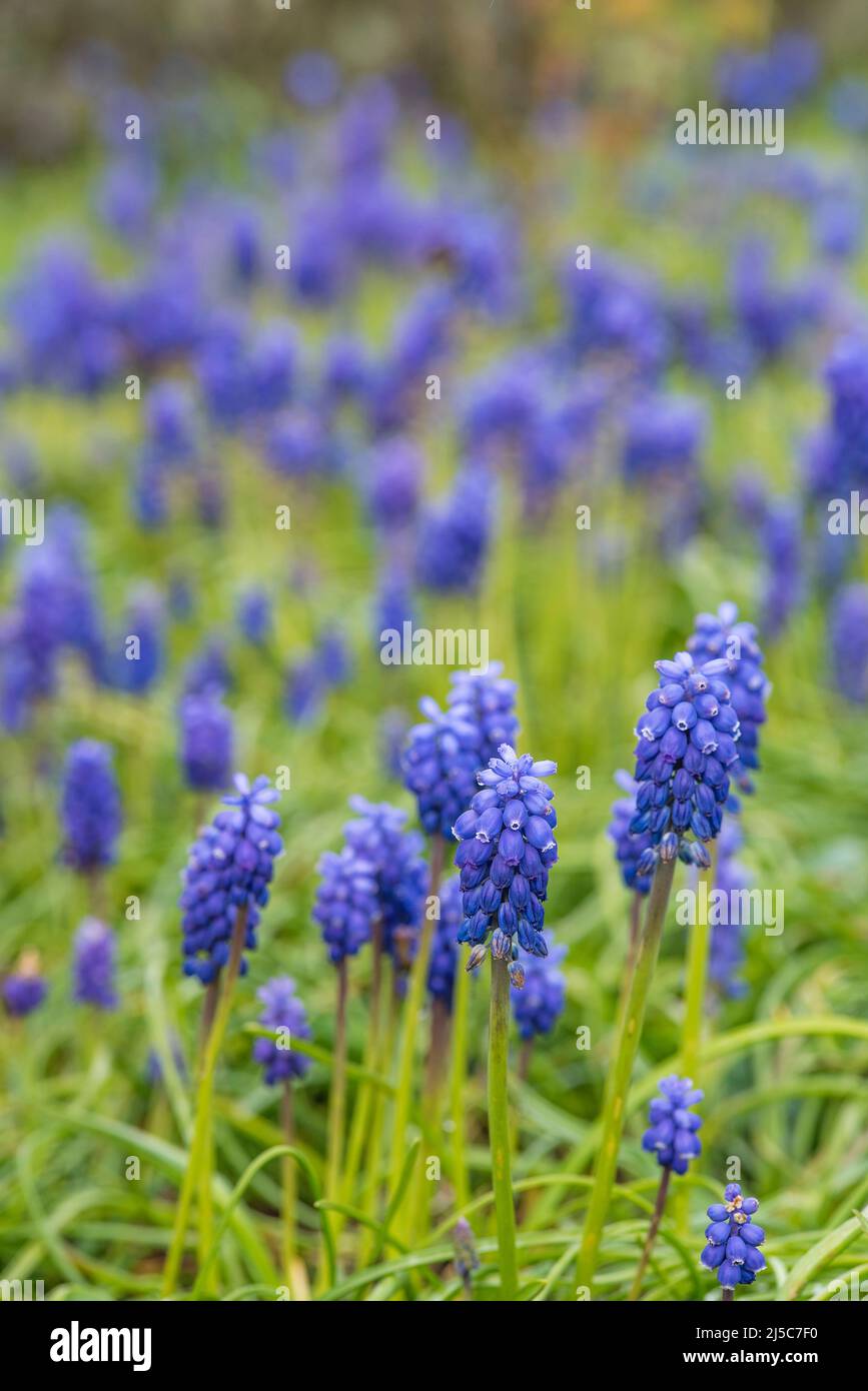 Grape Hyacinths - Muscari. Perennial bulbous plants native to Eurasia ...