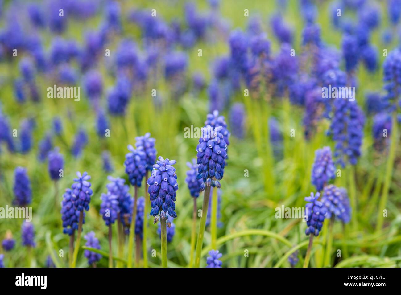 Grape Hyacinths - Muscari. Perennial bulbous plants native to Eurasia ...