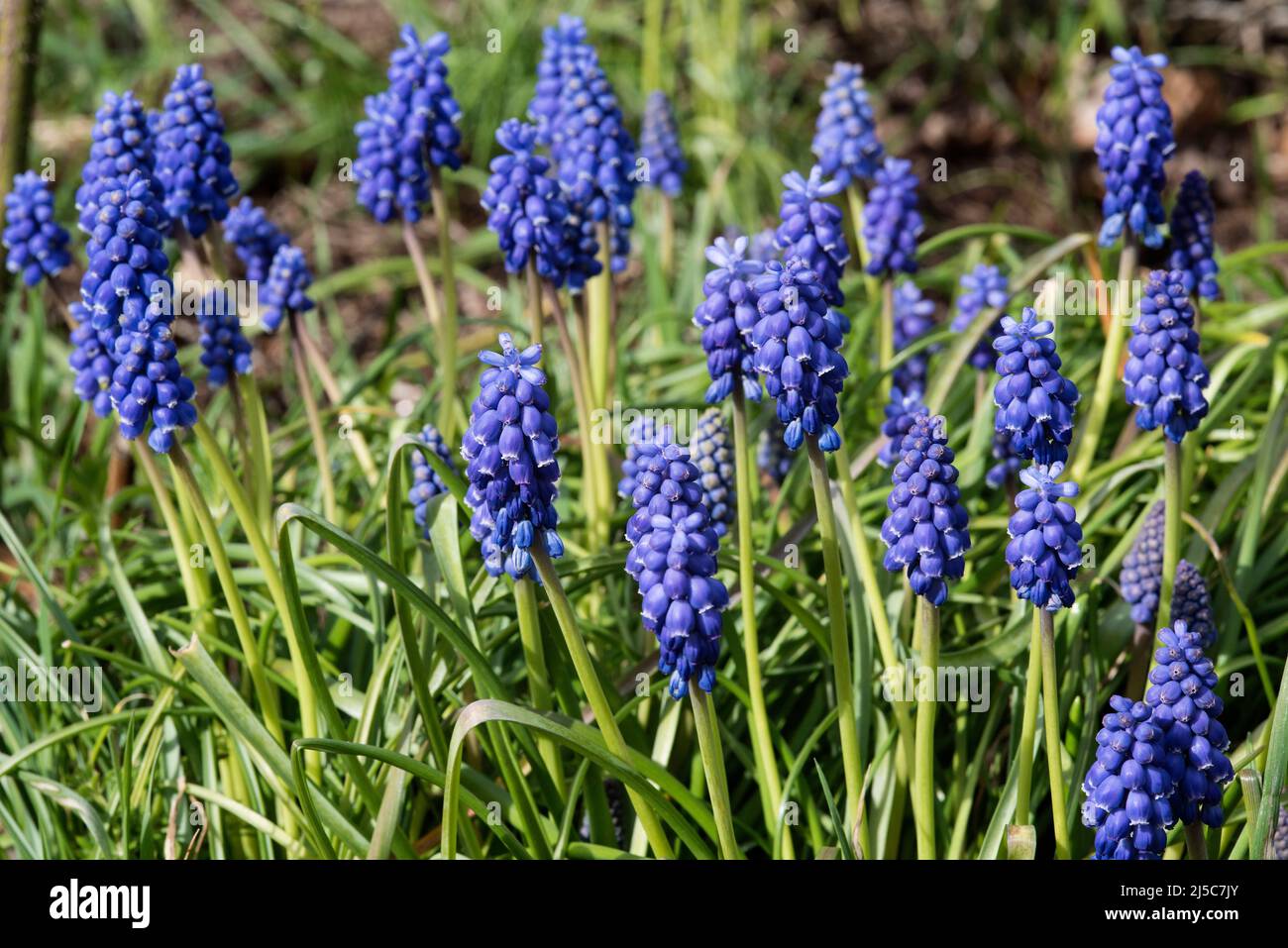 Grape Hyacinths - Muscari. Perennial bulbous plants native to Eurasia ...