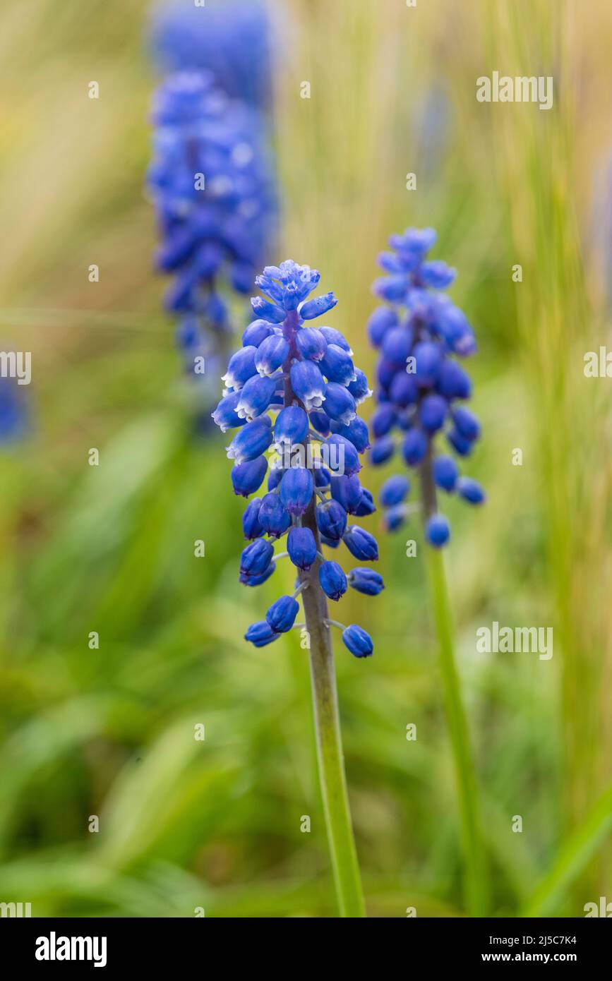 Grape Hyacinths - Muscari. Perennial bulbous plants native to Eurasia ...