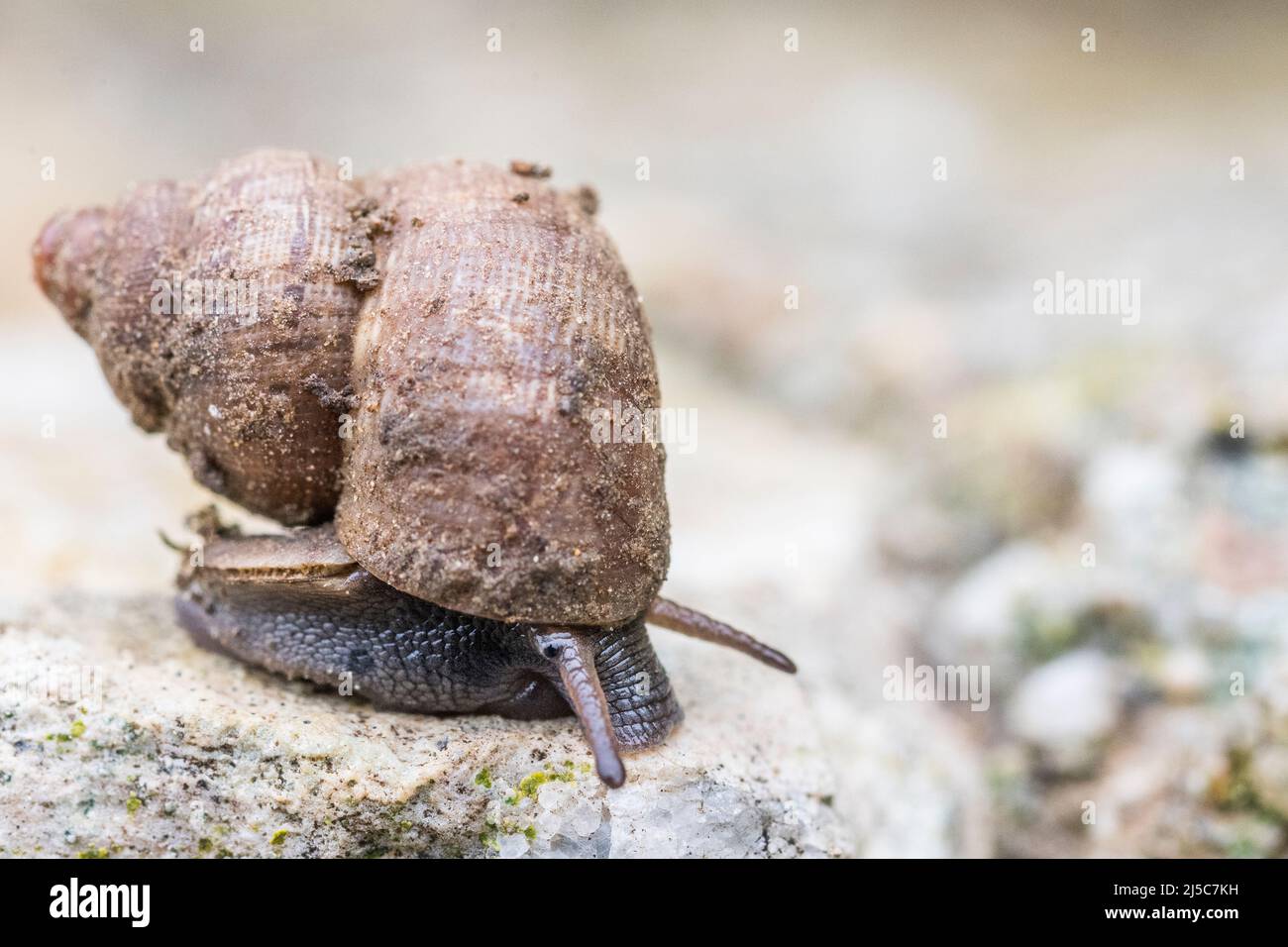 Pomatias elegans, common name the round-mouthed snail, is a species of ...