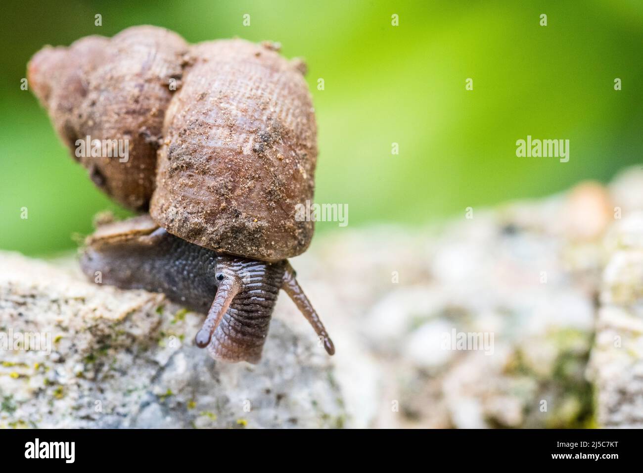 Species of gastropod hi-res stock photography and images - Alamy