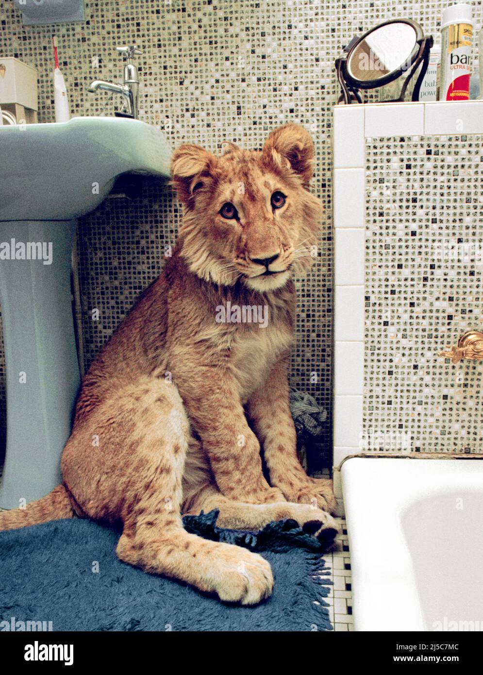 Christian the lion chelsea hi-res stock photography and images - Alamy