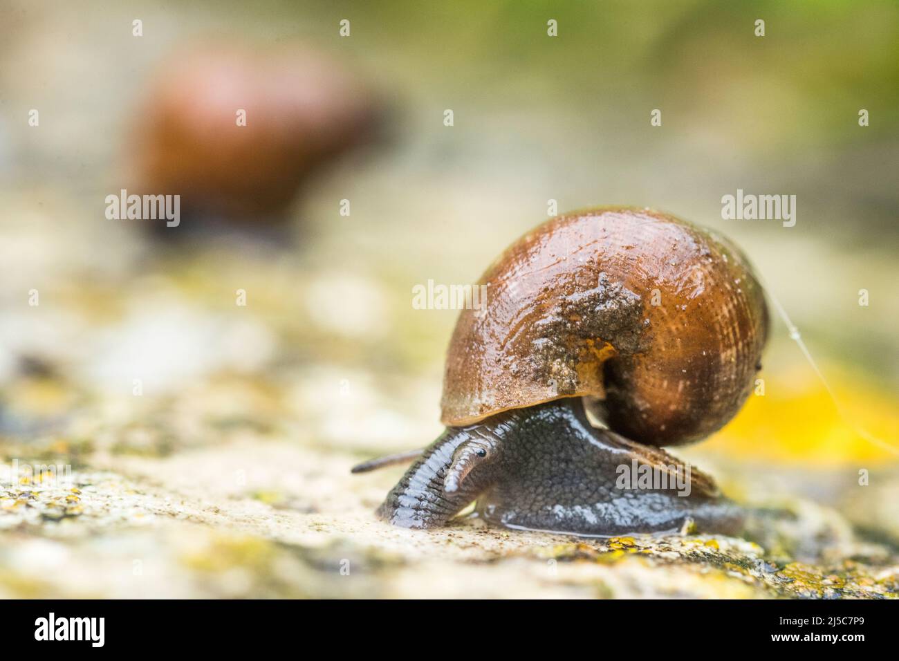 Pomatias elegans, common name the round-mouthed snail, is a species of ...